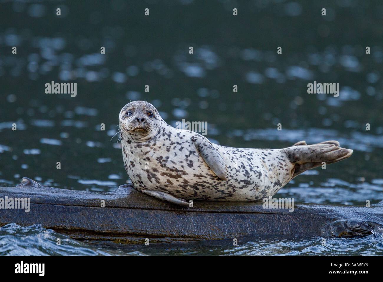 Harbor seal (Phoca vitulina) hauled out on submerged log in Misty ...