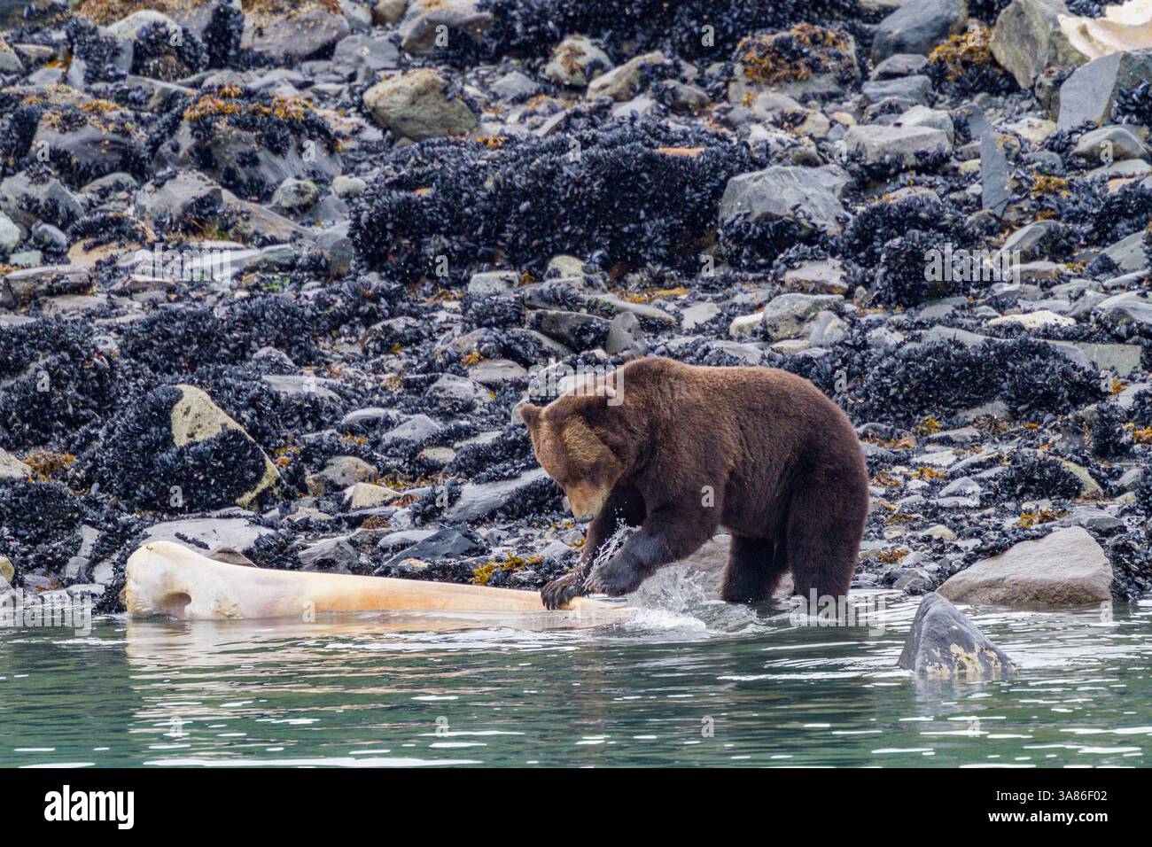 Adult brown bear (Ursus arctos) feeding on humpback whale carcass in ...