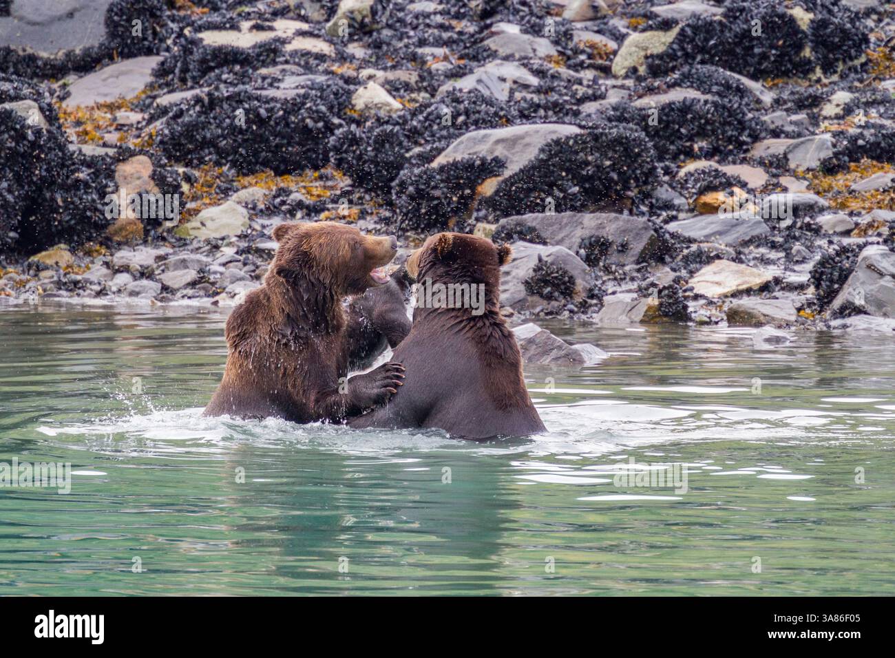 Adult brown bear pair (Ursus arctos) mock-fighting at Scidmore Cut in Glacier Bay National Park ...