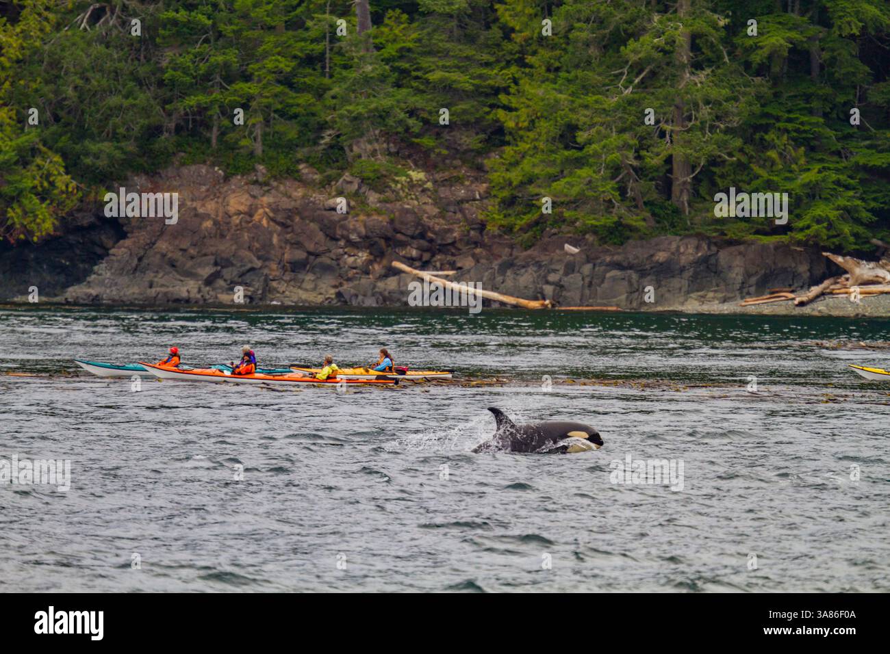 A juvenile killer whale (Orcinus orca) encountered off West Craycroft ...