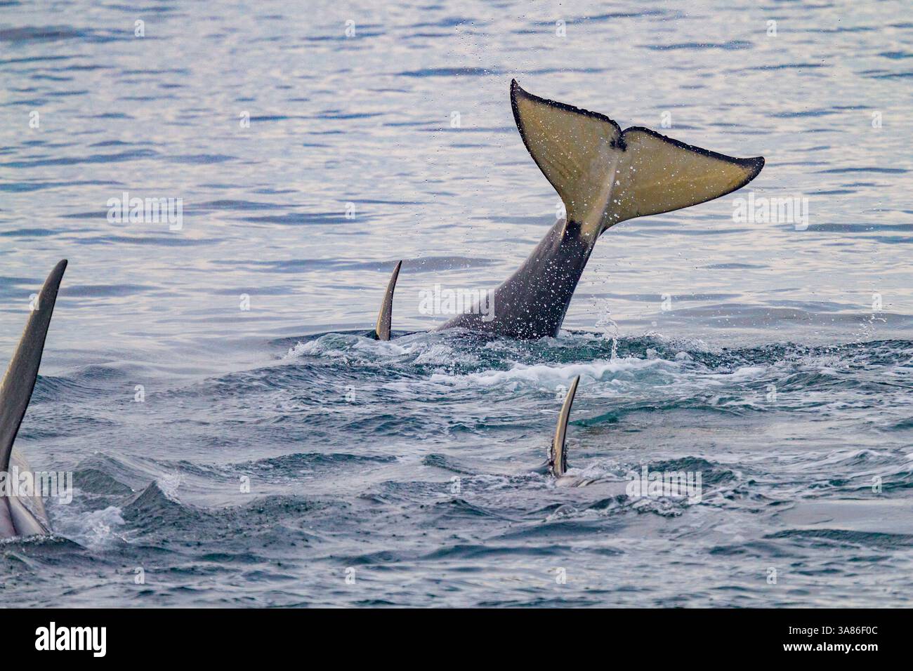 Gathering of at least two resident pods of killer whales (Orcinus orca ...