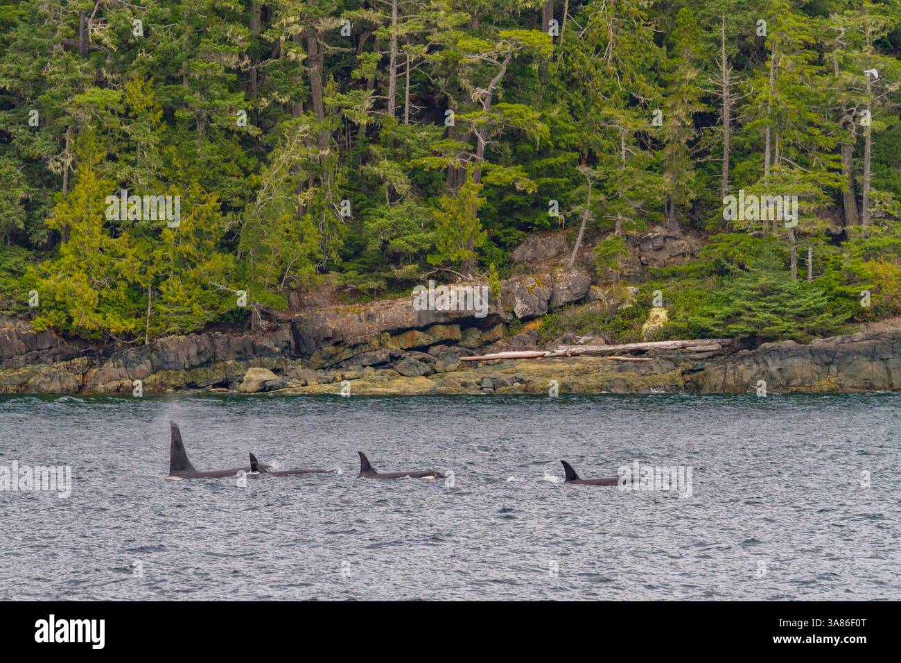 A small pod of killer whales (Orcinus orca) encountered off West ...