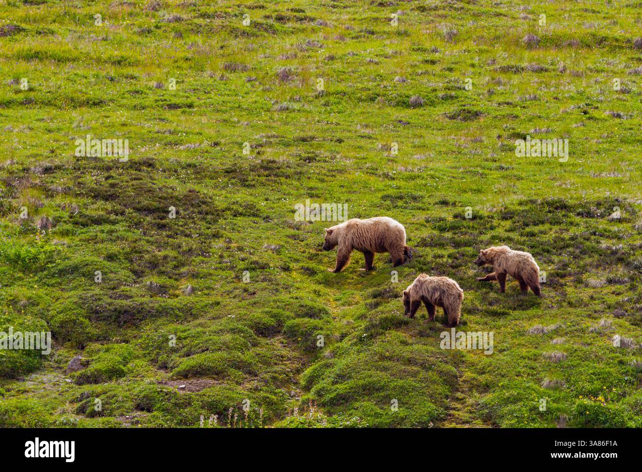 Adult grizzly bear (Ursus arctos) mother with cubs in Denali National ...