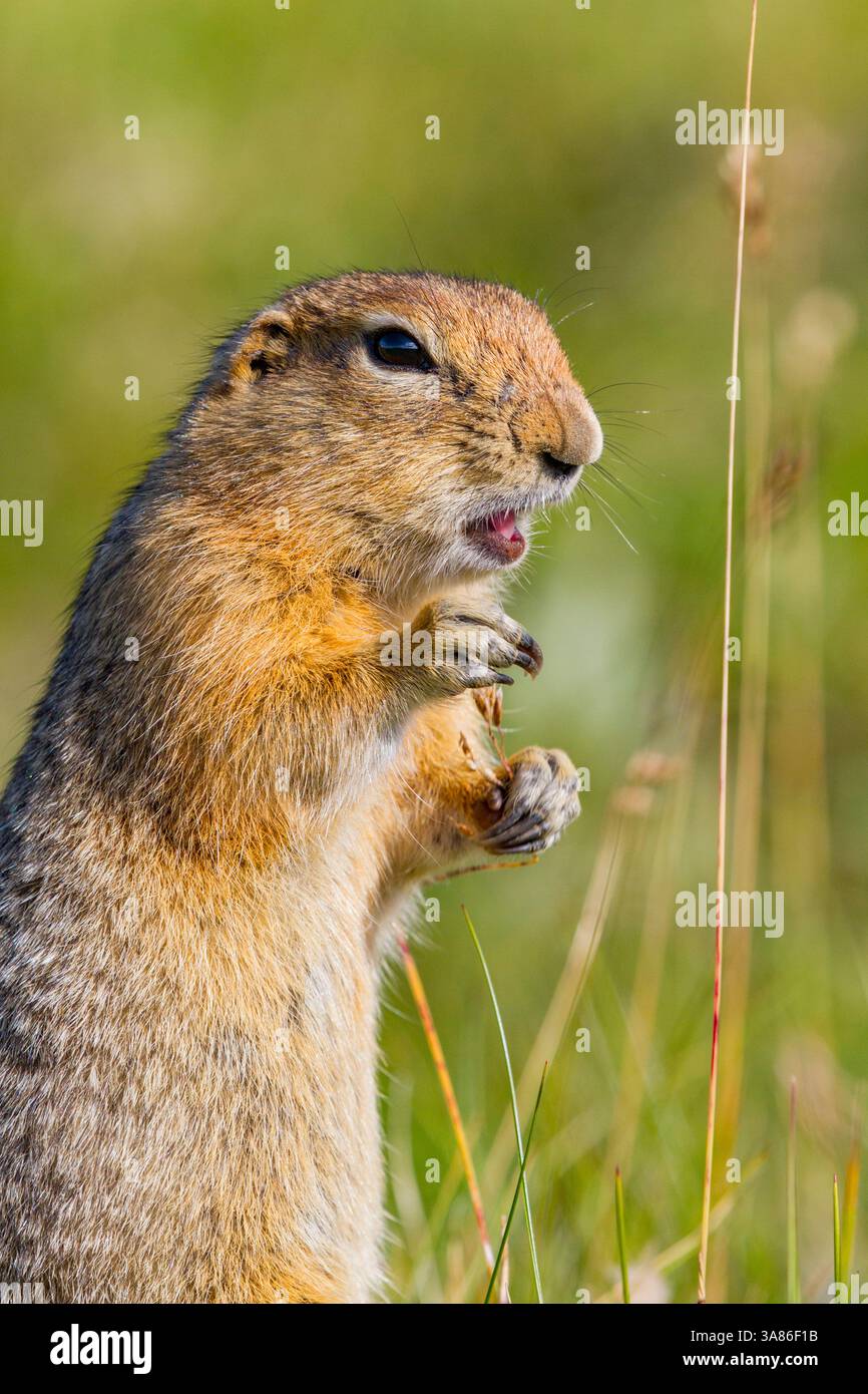 Adult Arctic ground squirrel (Spermophilus parryii) foraging in Denali ...