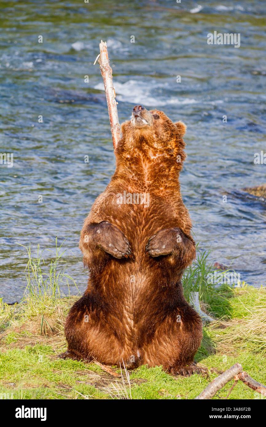 Adult brown bear (Ursus arctos) scratching its back on tree, Brooks ...