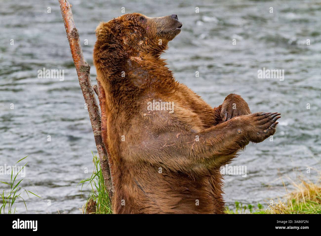Adult brown bear (Ursus arctos) scratching its back on tree, Brooks River, Katmai National Park ...