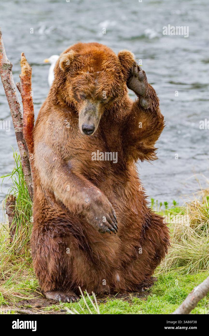 Adult brown bear (Ursus arctos) scratching its back on a tree at the ...