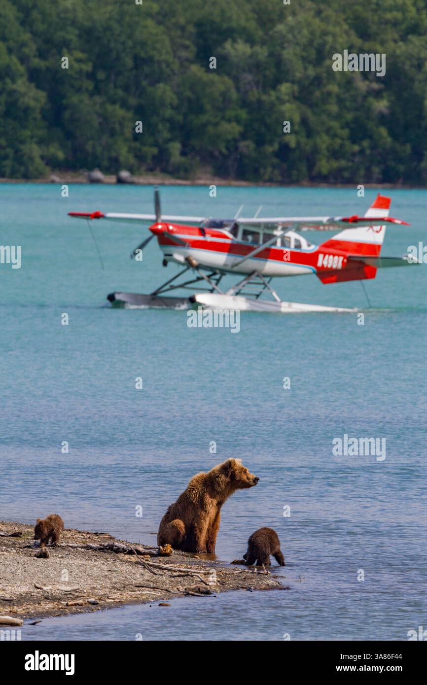 Adult brown bear sow (Ursus arctos) watching human activities at the ...