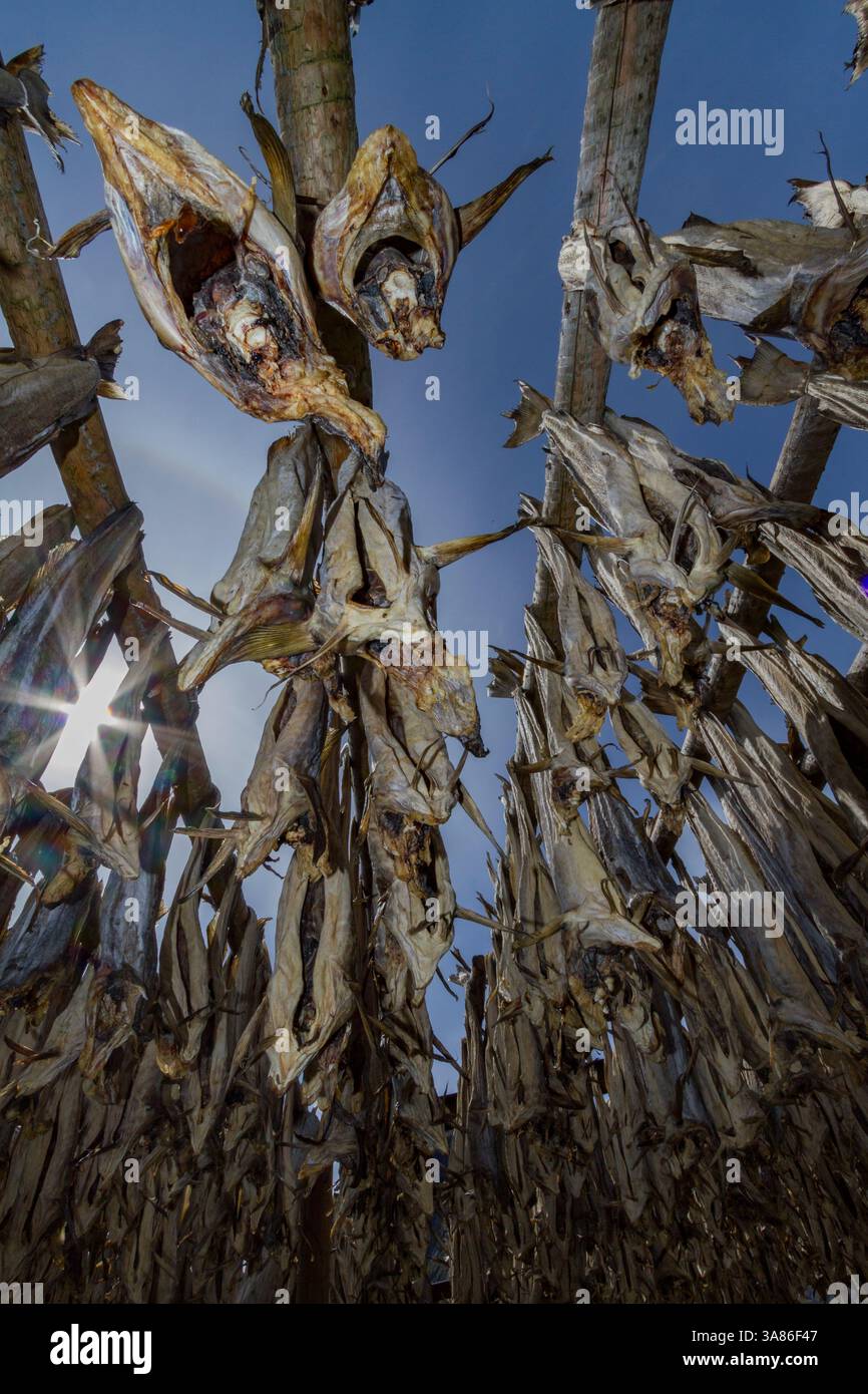 Cod drying on racks temporarily built for that purpose in the small ...