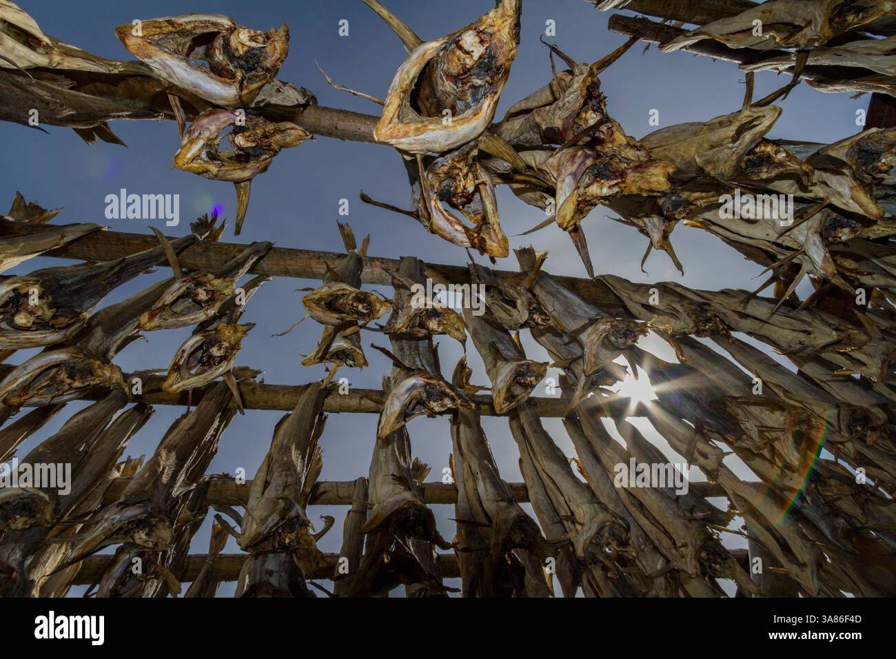 Cod drying on racks temporarily built for that purpose in the small ...