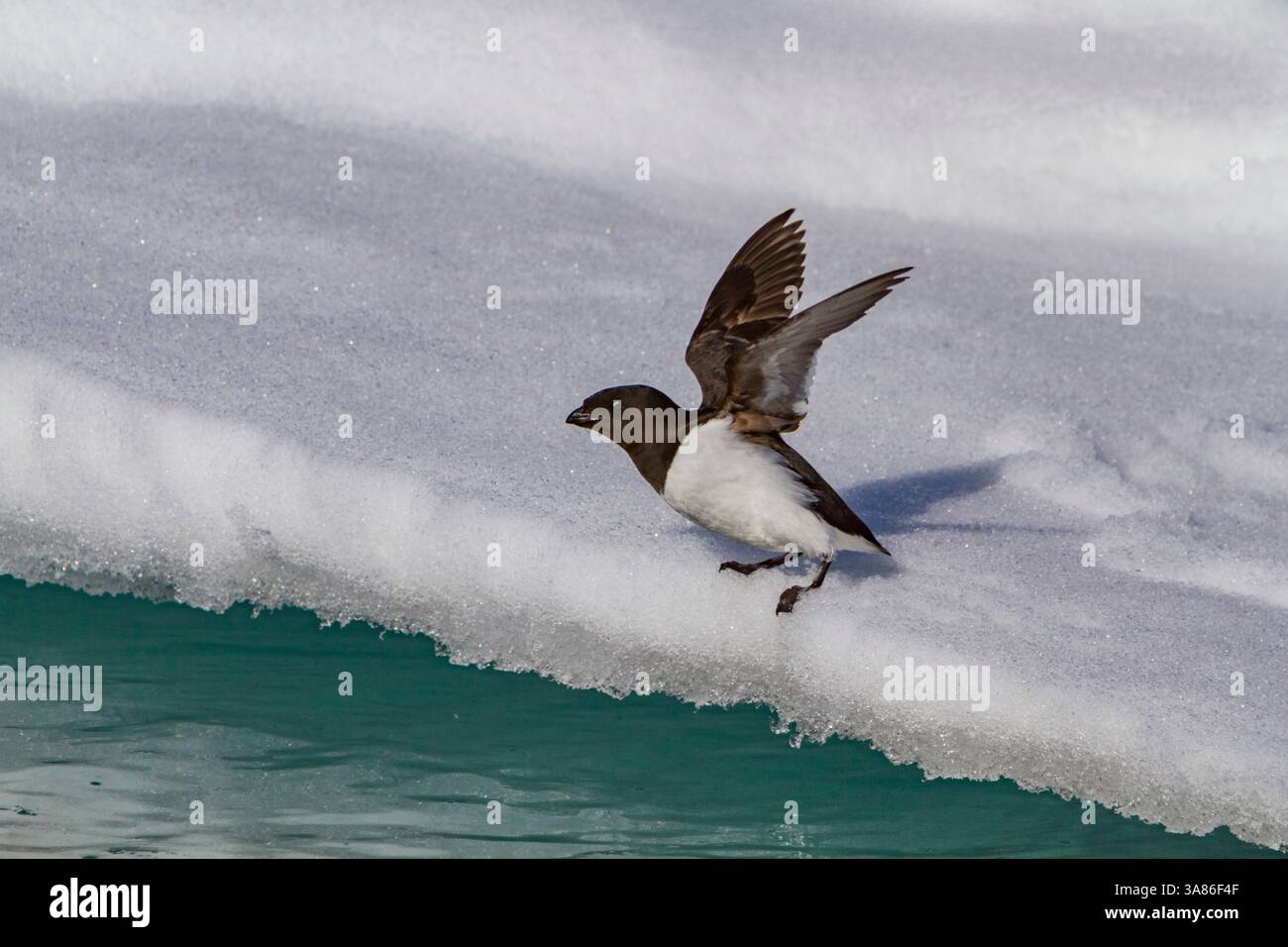 Adult dovekie (Alle alle alle) breeding area on the island of ...