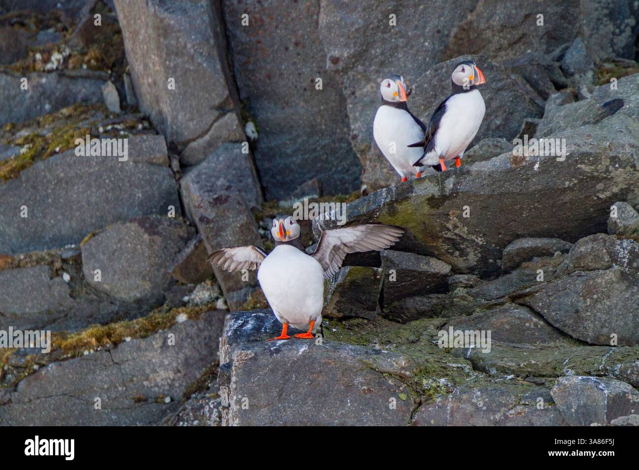 Adult Atlantic puffins (Fratercula arctica), breeding on the island of ...