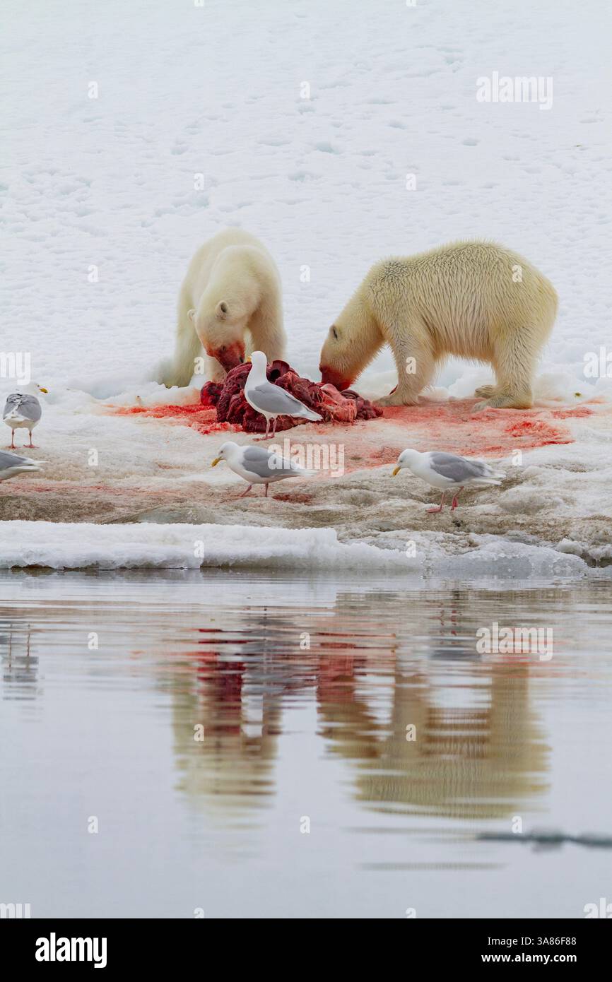 Two young polar bears (Ursus maritimus), feeding side-by-side on a ...