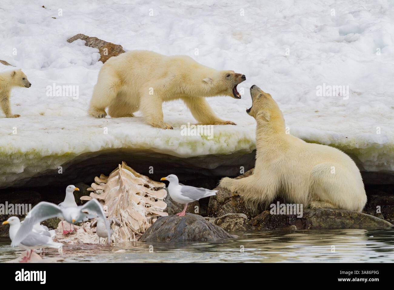 Mother polar bear (Ursus maritimus) and cub-of-the-year disputing then ...