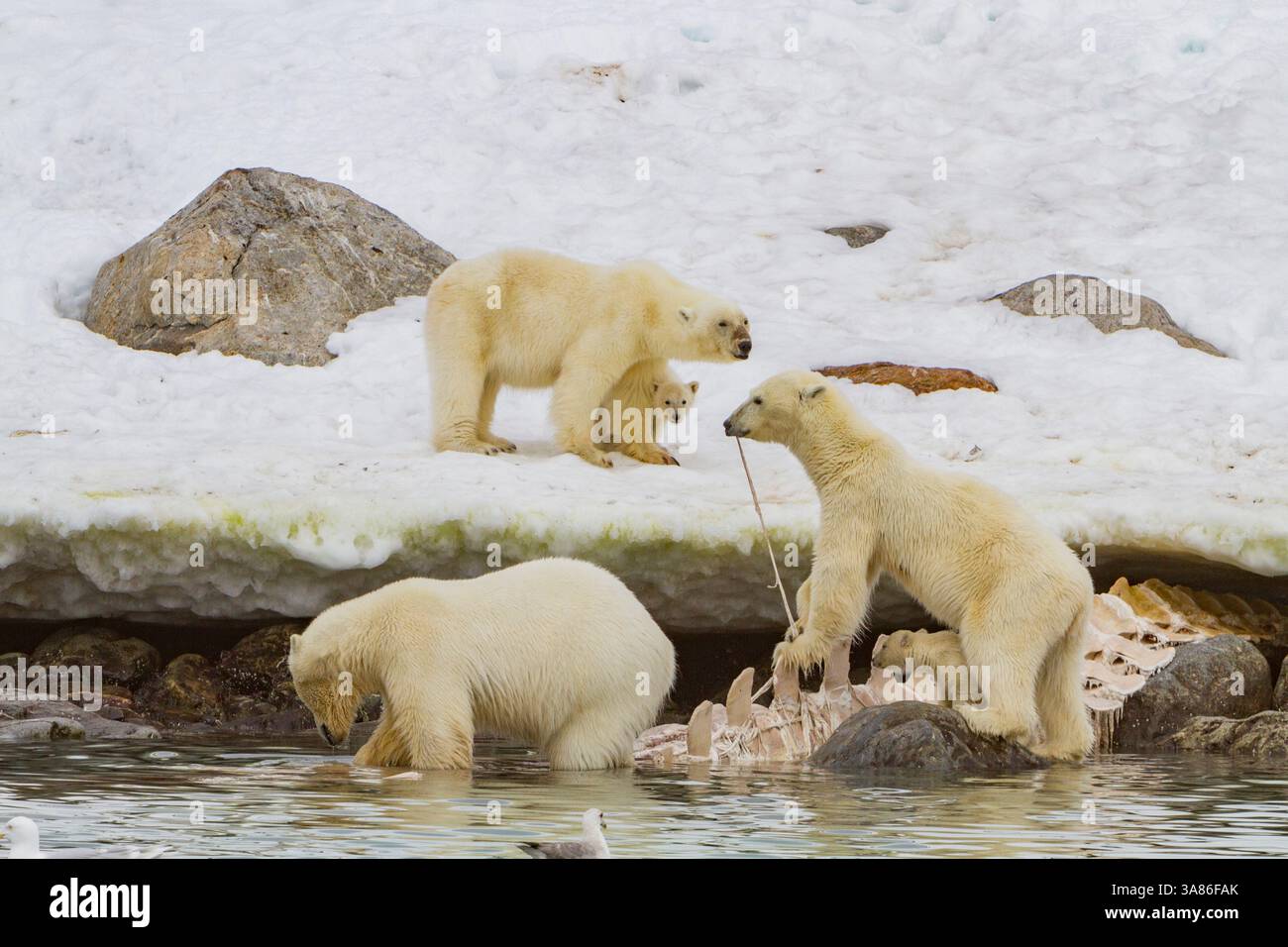Two mother polar bears (Ursus maritimus) with cubs of the year watch a ...