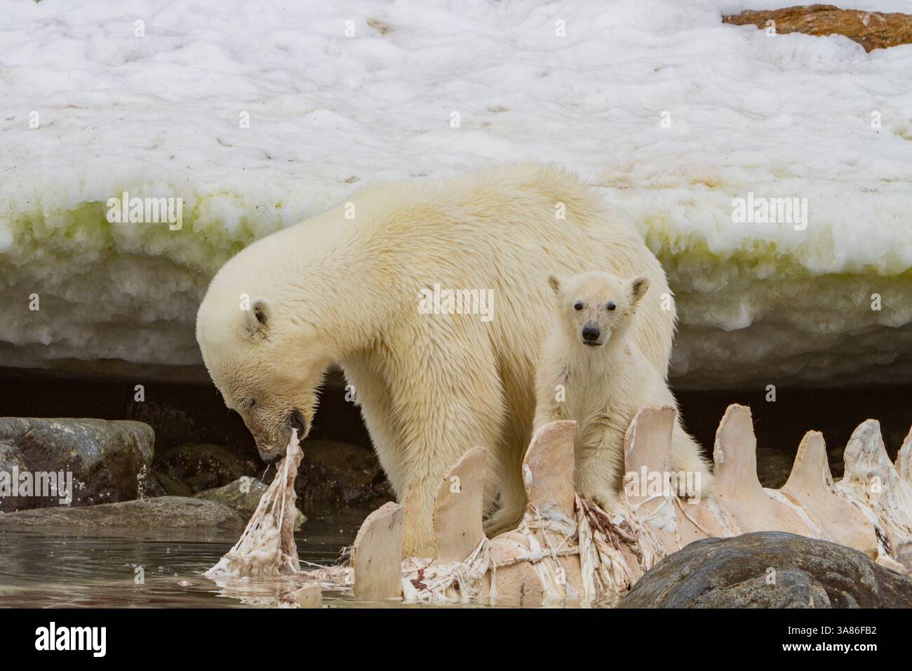 A mother polar bear (Ursus maritimus), with cub of the year feeding on ...
