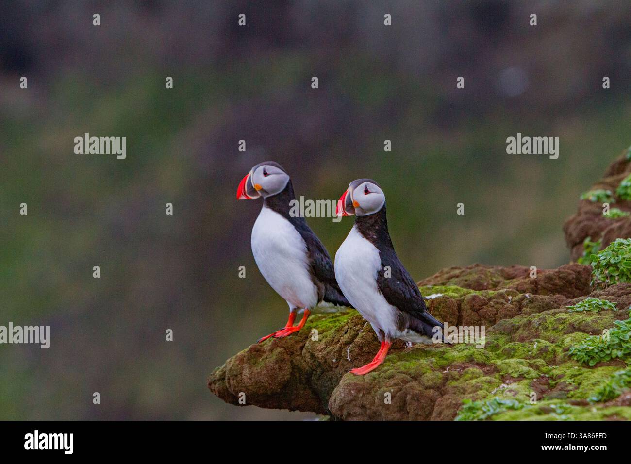Adult Atlantic puffin (Fratercula arctica) during breeding season on ...