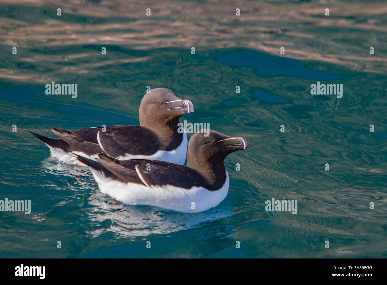 Razorbills behavior hi-res stock photography and images - Alamy