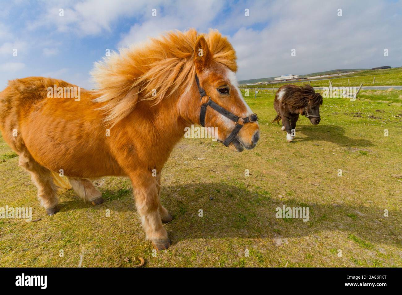 Adult Shetland ponies (Equus ferus caballus) in the Shetland Isles ...