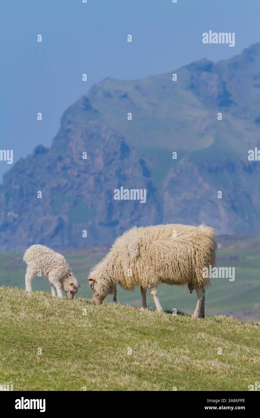 Remote sheep hi-res stock photography and images - Alamy
