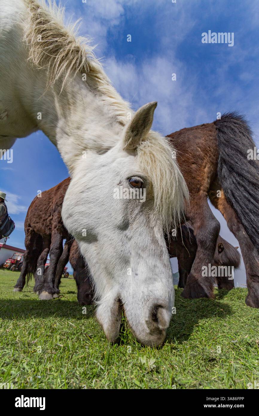 Icelandic ponies on Heimaey Island, Iceland Stock Photo - Alamy