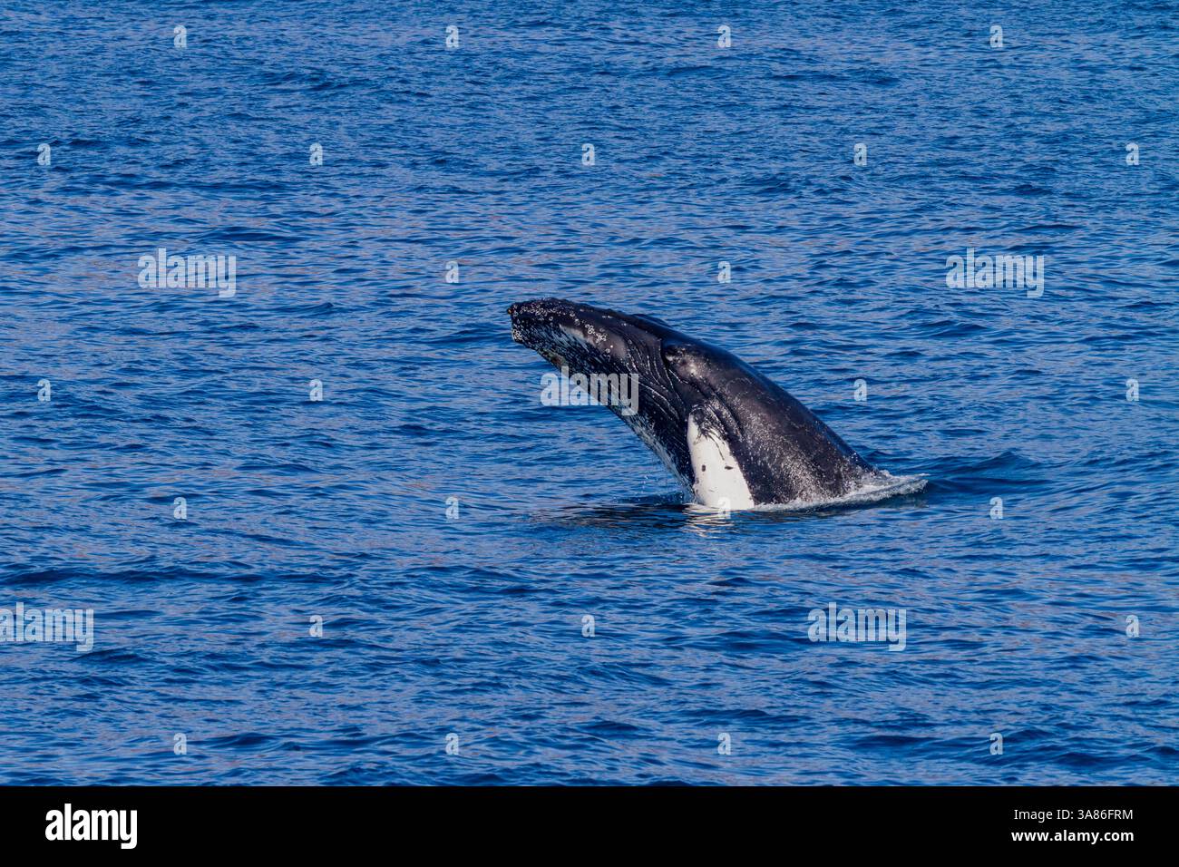 Adult humpback whale (Megaptera novaeangliae), head-lunging in the ...