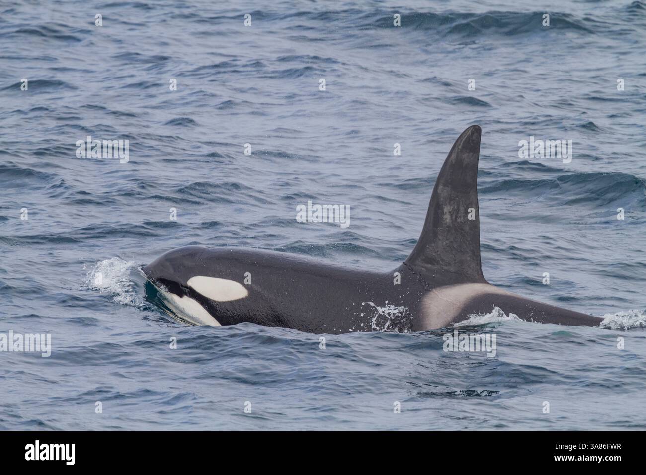 Group of at least eight killer whales (Orcinus orca) surfacing off the ...