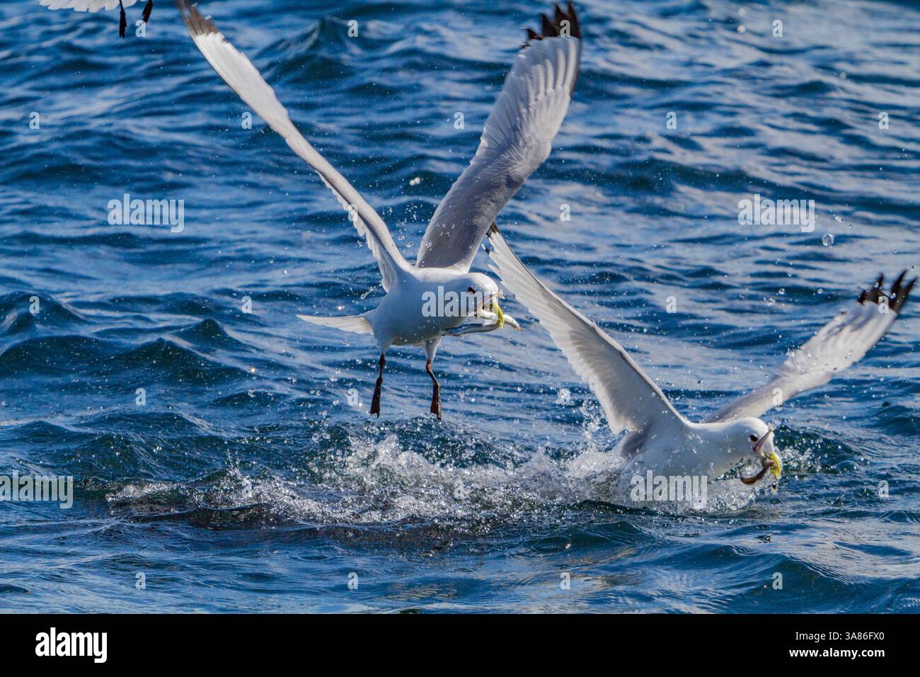 Gull feeding frenzy on baitball off Fugloy Island in the Faroe Islands ...