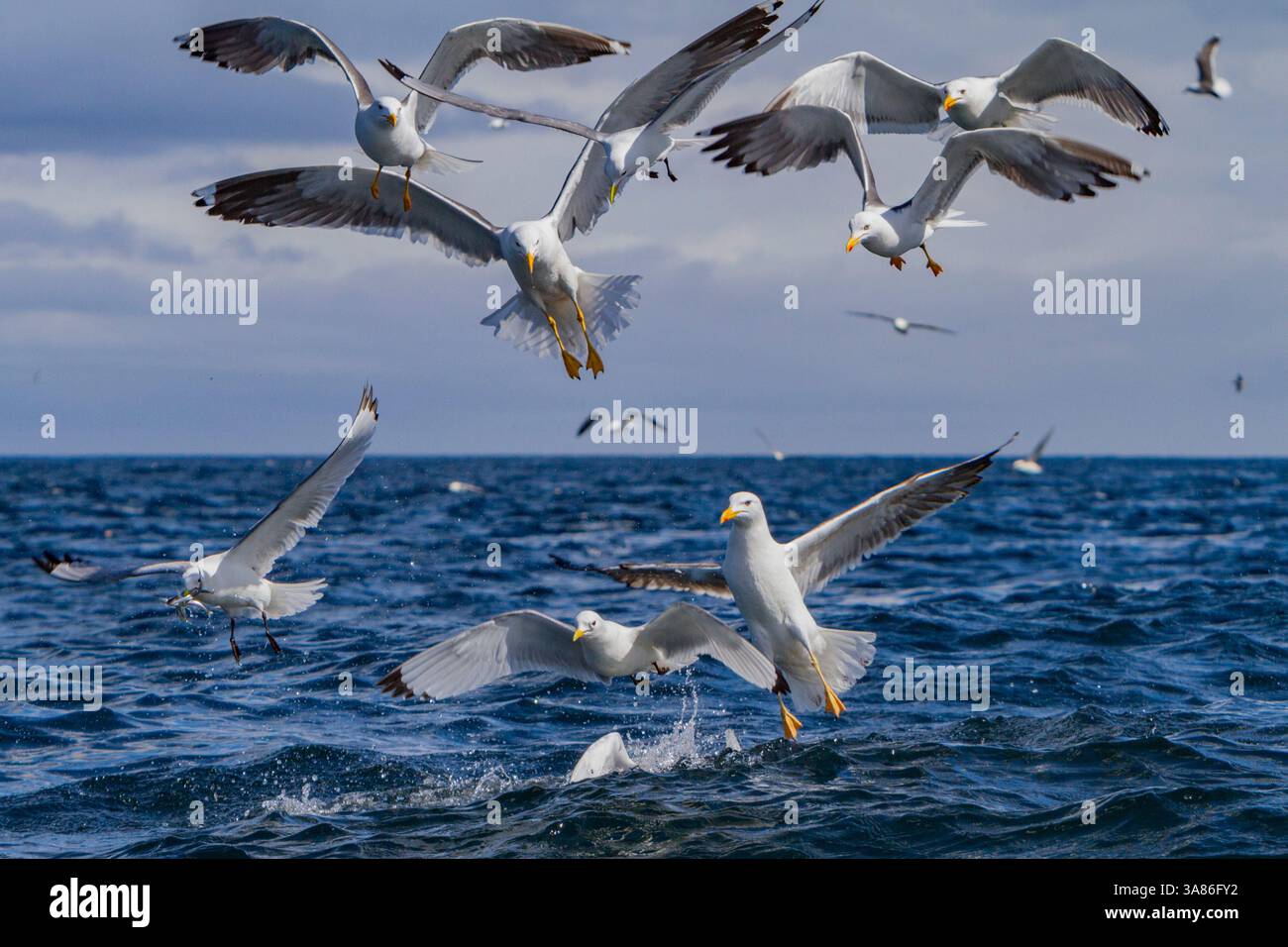 Gull feeding frenzy on baitball off Fugloy Island in the Faroe Islands ...