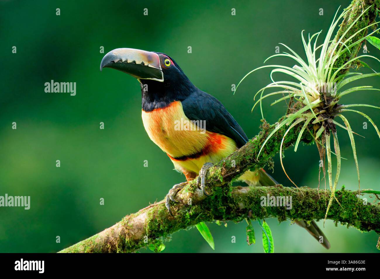 Green aracari sitting on hi-res stock photography and images - Alamy