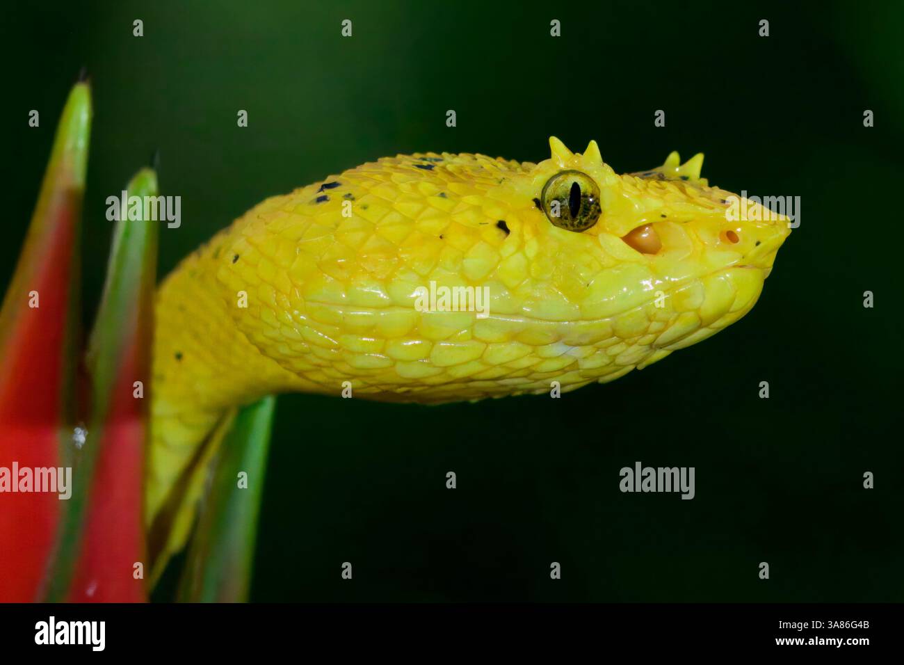 Highland Eyelash pit viper (Bothriechis schlegelii) head emerging ...