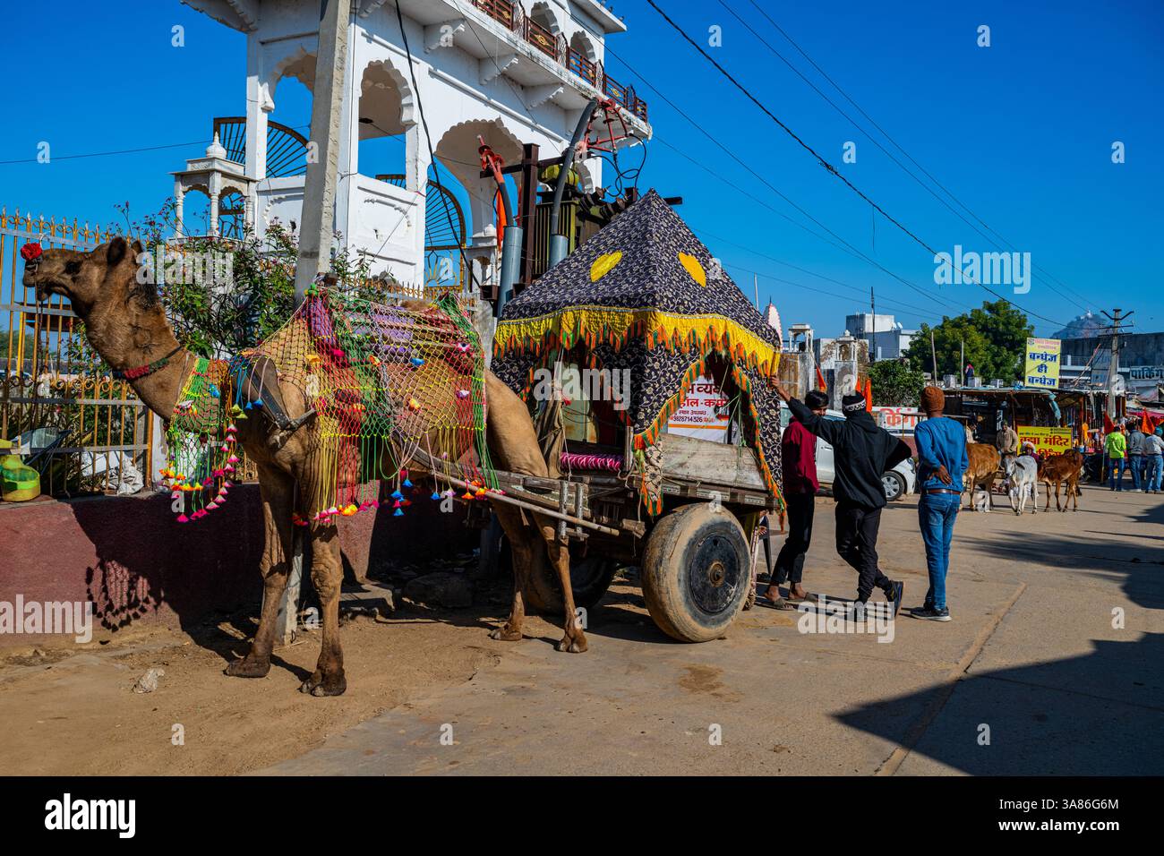 Camel with a cart, Pushkar, Rajasthan, India Stock Photo - Alamy