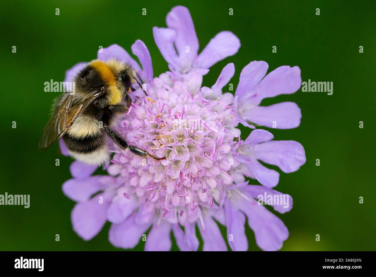 white-tailed bumblebee (Bombus lucorum) is pollinating a pinc flower ...