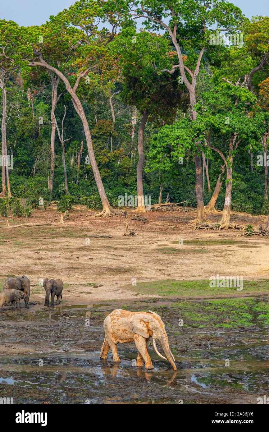 Cyclotis hi-res stock photography and images - Alamy