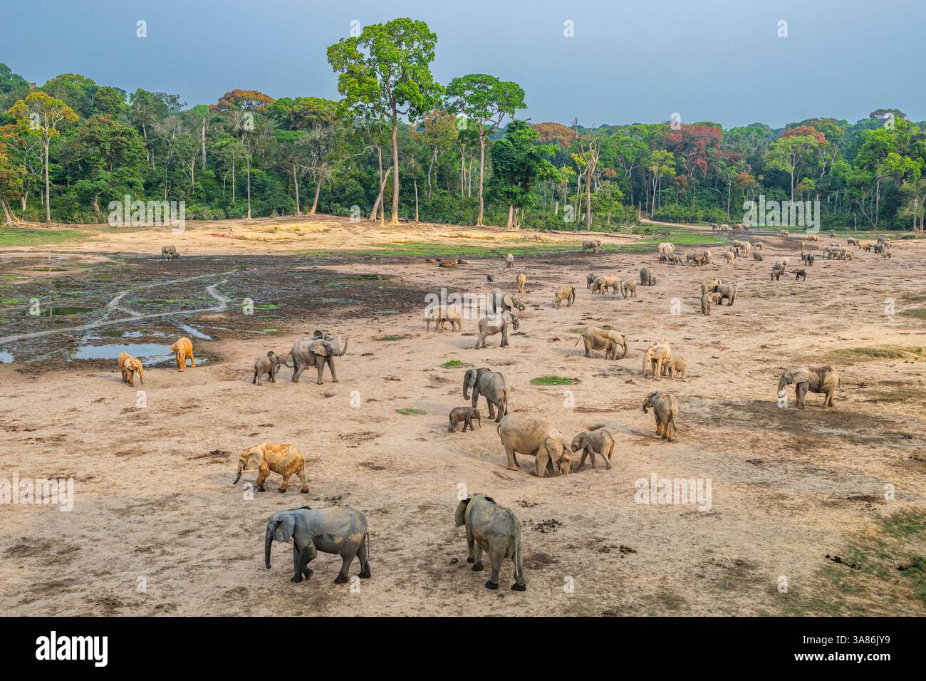 African forest elephant (Loxodonta cyclotis), Dzanga Bai, Dzanga Sangha ...