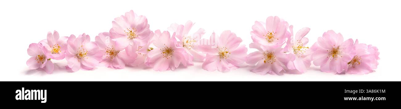 Isolated cherry blossoms as a banner on white background. Soft pastel ...