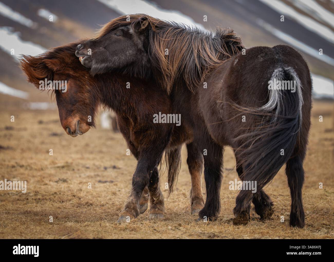 Boisterous behavior hi-res stock photography and images - Alamy