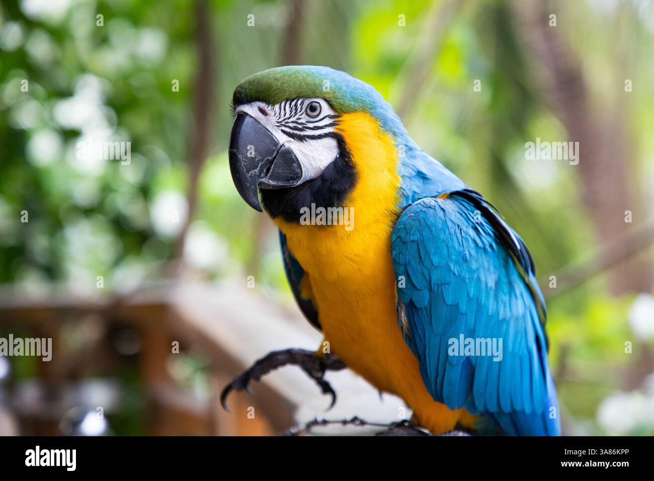 Beautiful blue and yellow Macaw in rainforest, The Maldives, Indian ...