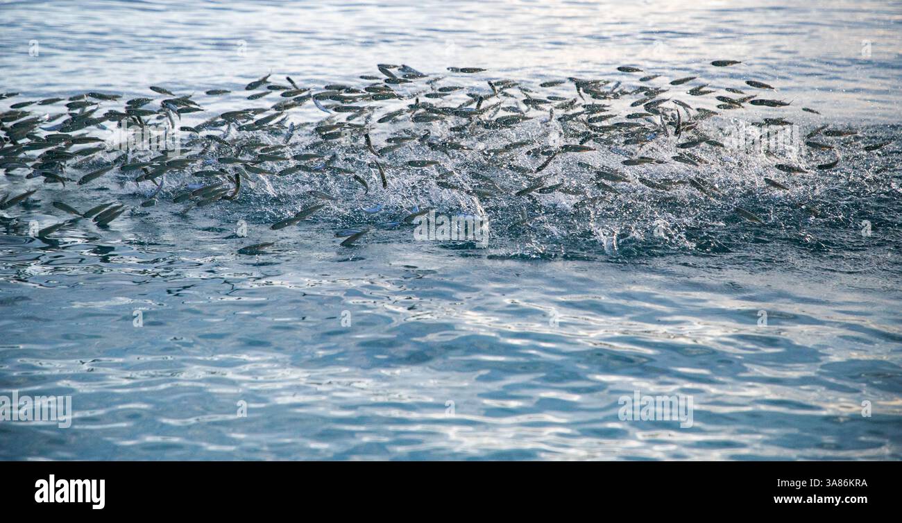 Bank of fish jumping in the sea, The Maldives, Indian Ocean Stock Photo ...