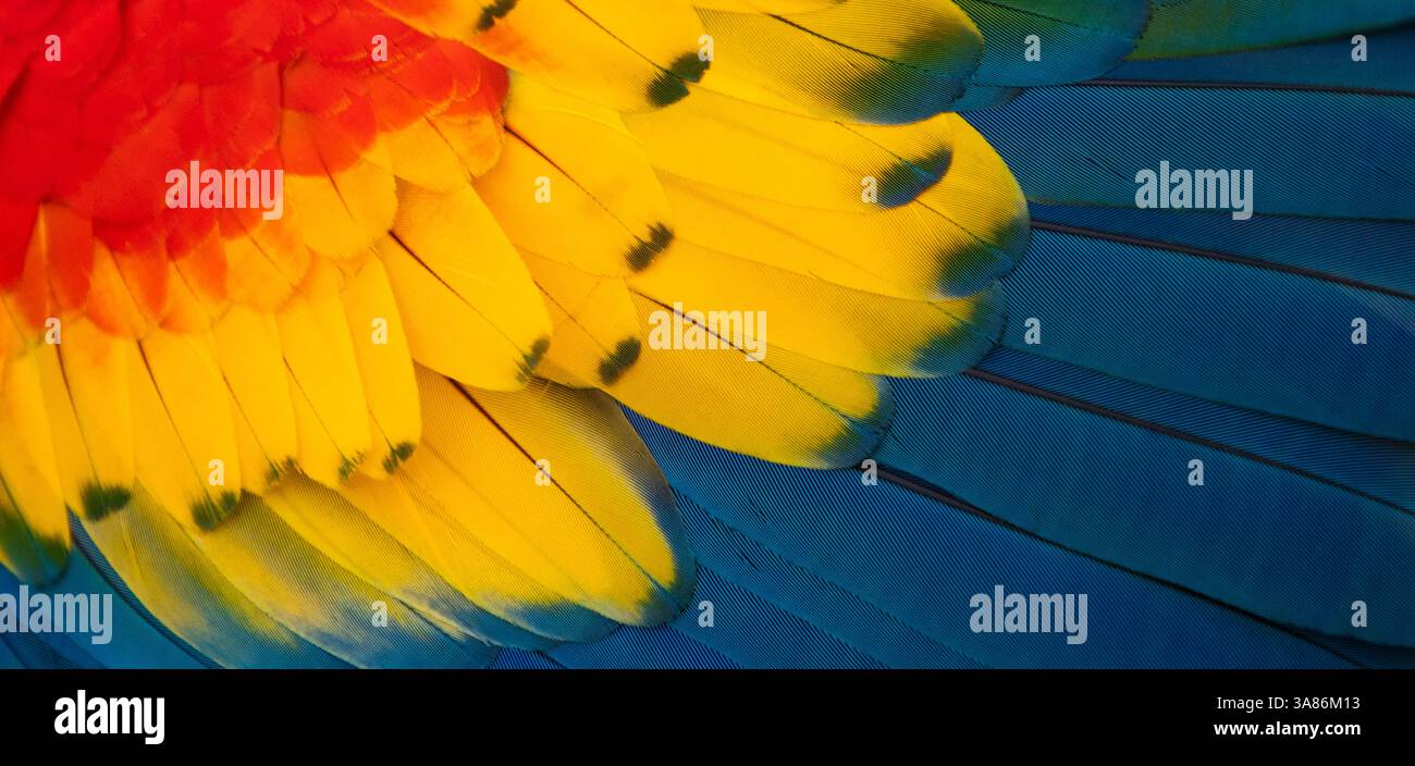 Close up of Scarlet macaw bird's feather, The Maldives, Indian Ocean ...