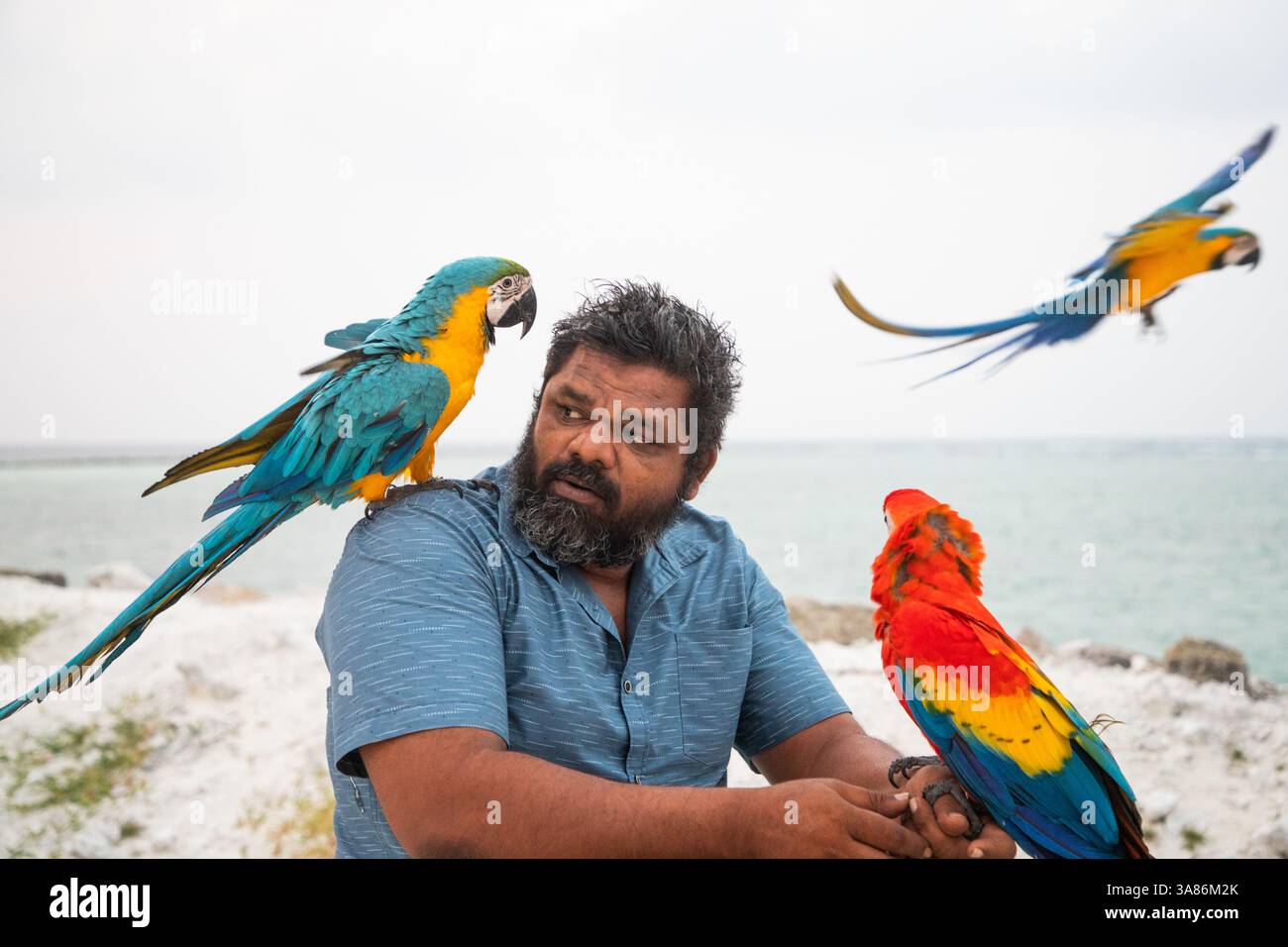 People flying their macaws on the beach on Ukulhas island, The Maldives ...