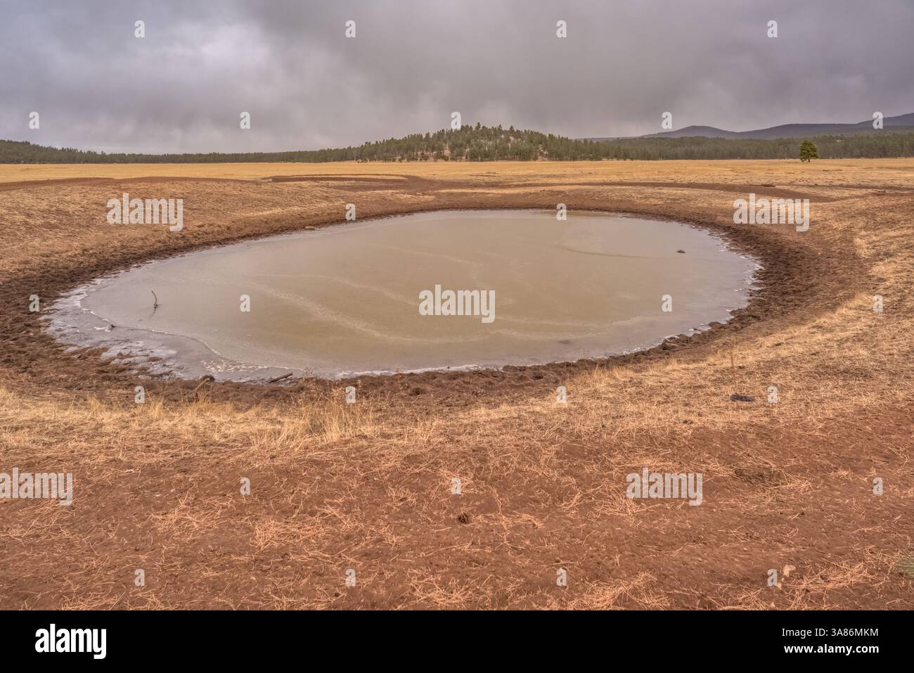 Cattle pond livestock tank hi-res stock photography and images - Alamy