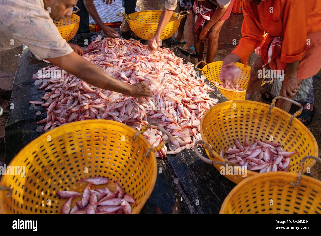 Fish for sale at the early morning fish market, Fort Kochi, Kerala ...