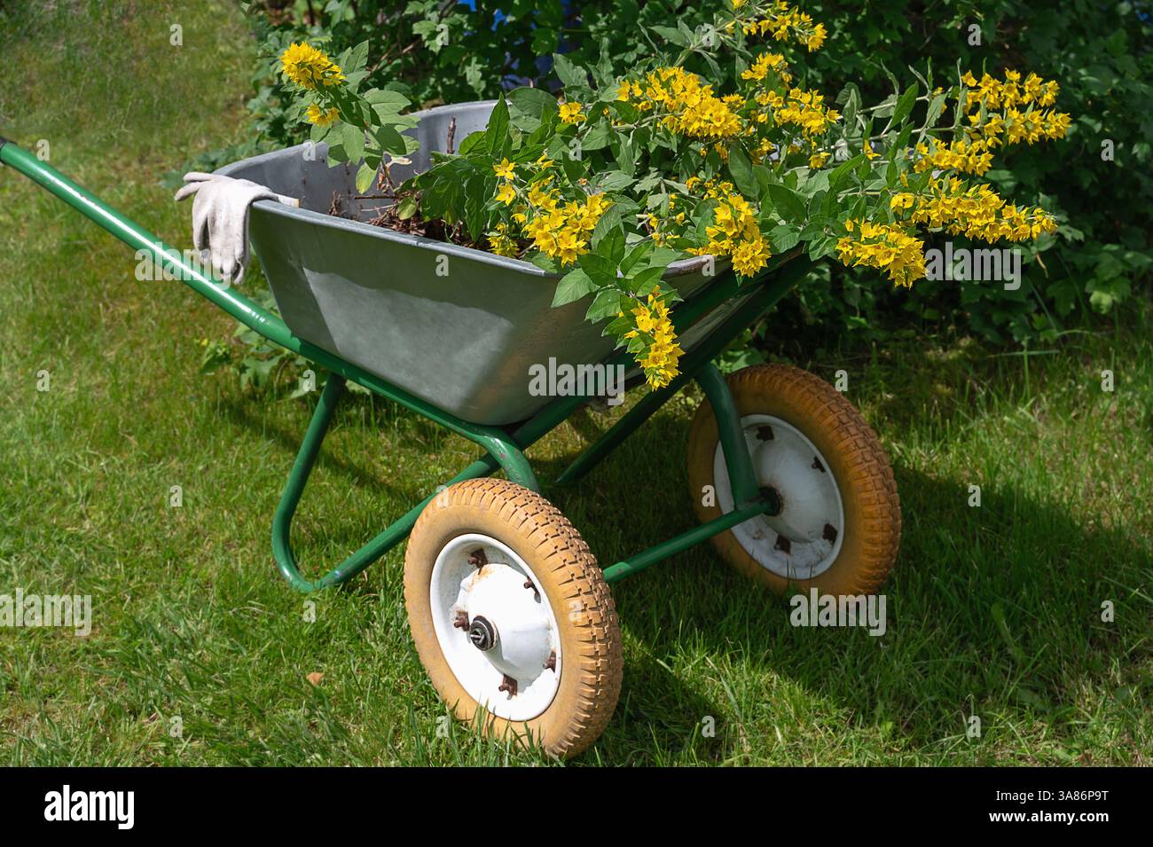 Garden wheelbarrow with plants for transplanting in the garden ...