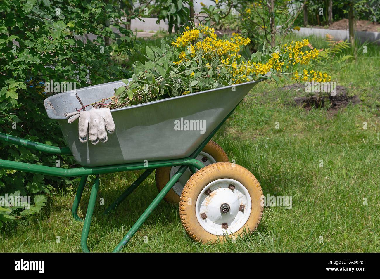 Garden wheelbarrow with plants for transplanting in the garden ...