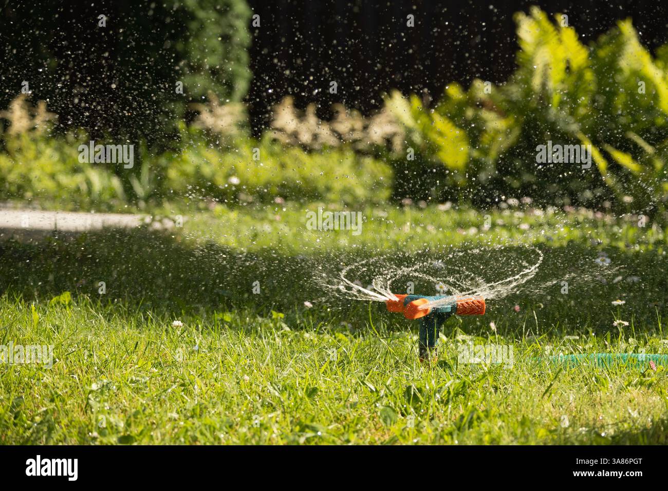 Watering garden with a hose at heat summer. Close up. Automatic smart irrigation system. Green ...