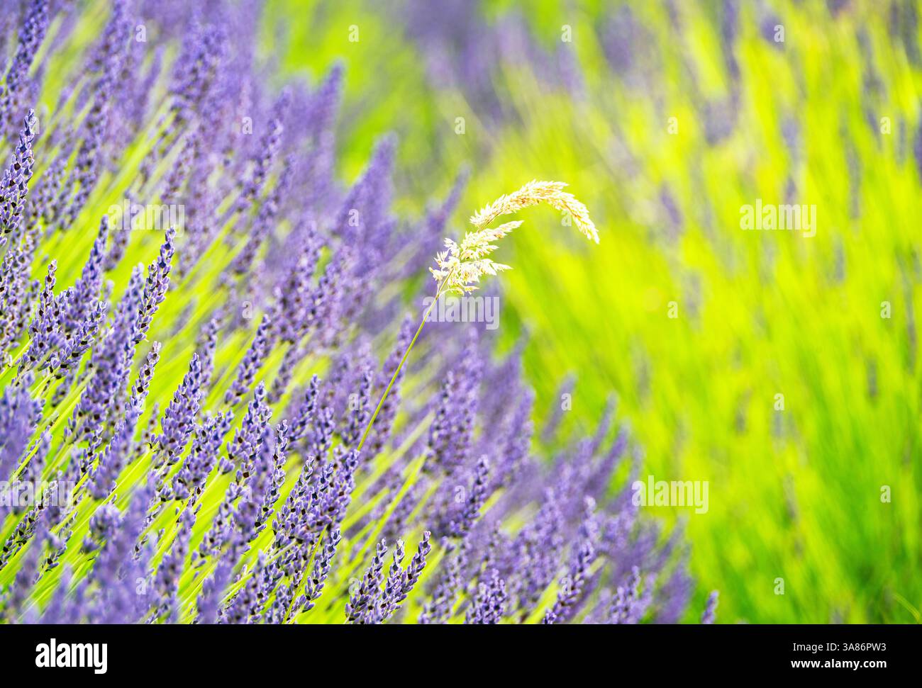 Lavender fields in North Yorkshire, England, United Kingdom Stock Photo ...