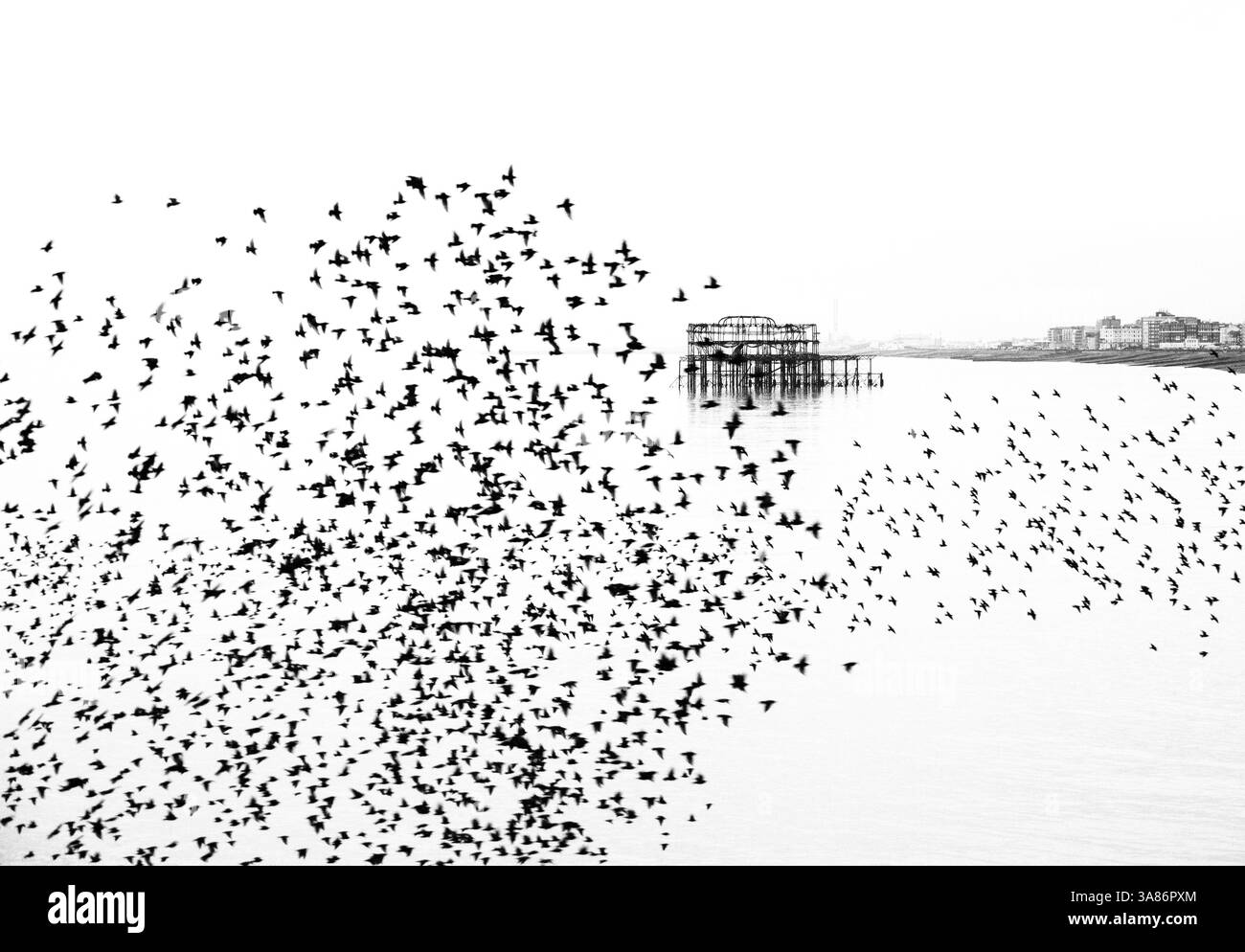 Starling murmuration at sunset with remains of the West Pier in the ...