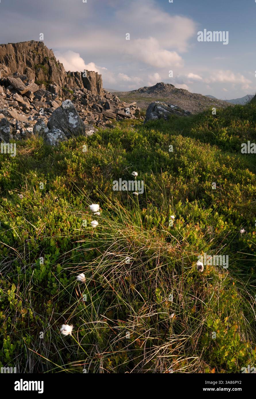 Wildflowers eryri hi-res stock photography and images - Alamy