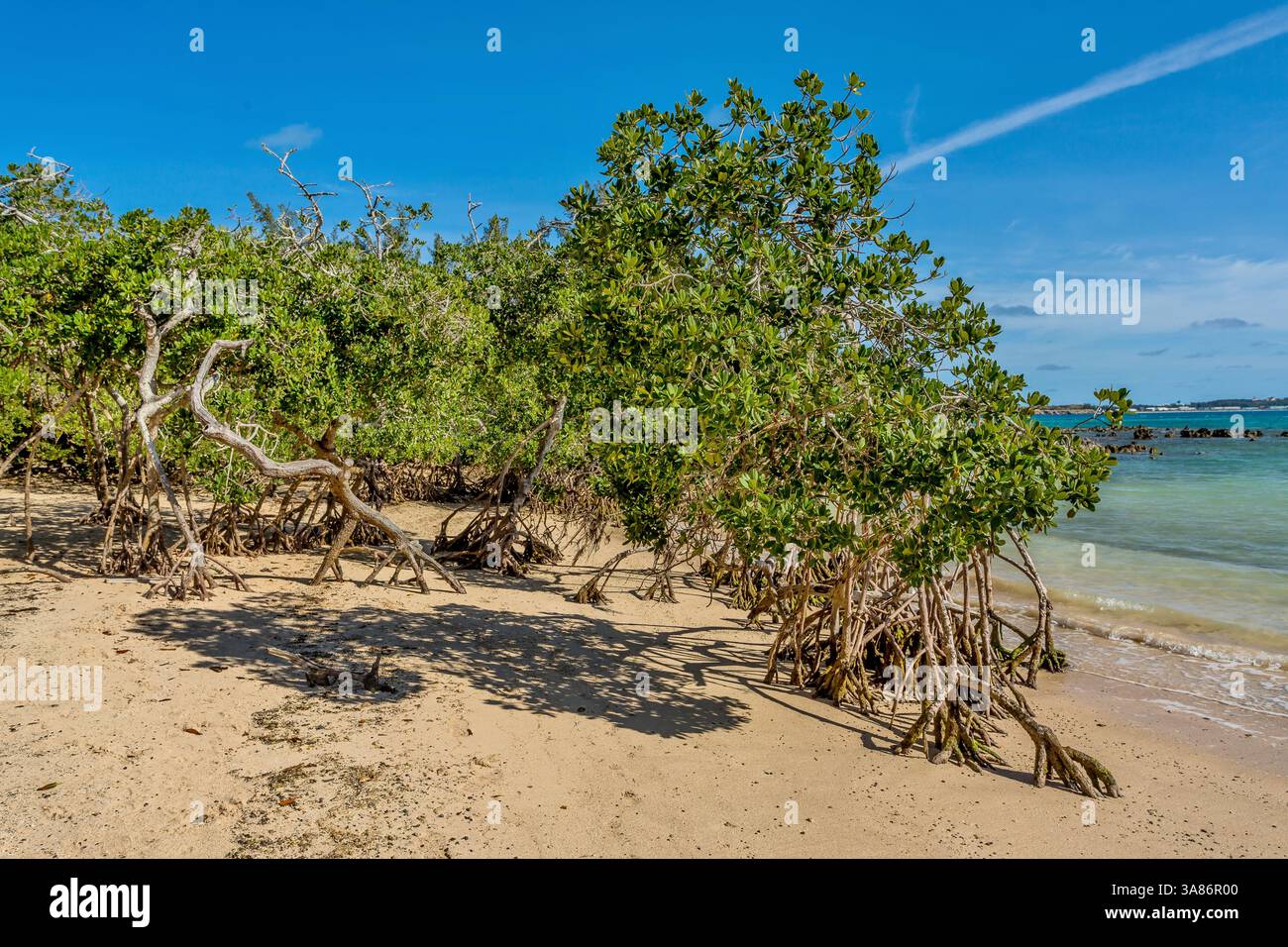 Mangrove trees on the beach at Blue Hole Park, Bermuda Stock Photo - Alamy
